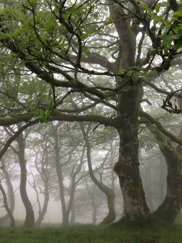 Ash Wednesday – StarPilgrim Studio